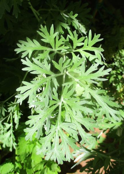 ABSINTHE | MONOGRAPHIES | BIENFAITS des PLANTES MEDICINALES