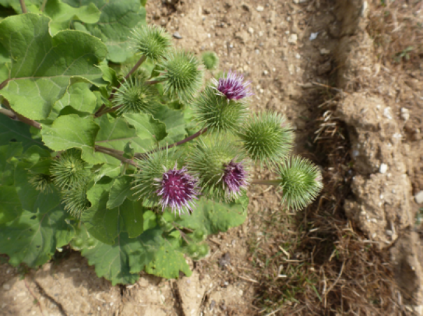 BARDANE | MONOGRAPHIES | BIENFAITS des PLANTES MEDICINALES