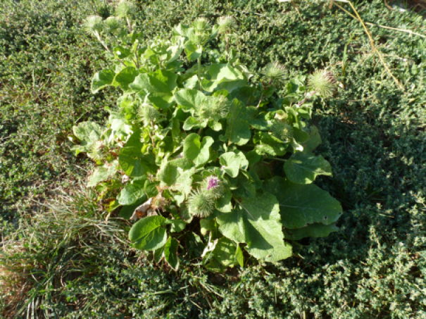 BARDANE | MONOGRAPHIES | BIENFAITS des PLANTES MEDICINALES